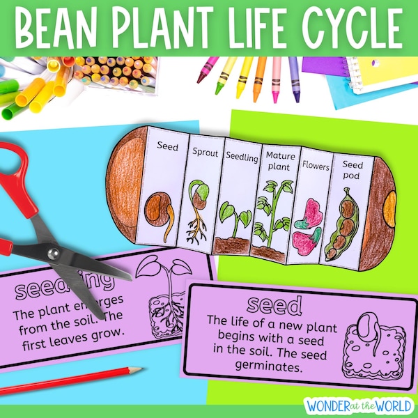 4 Stages of Plant Life Cycle - Etsy New Zealand