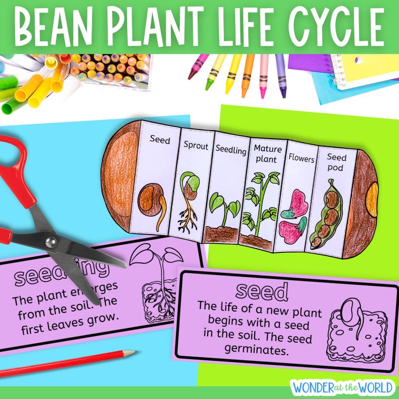 Life Cycle of a Bean Plant Sequence and Fold Kids' Craft Science ...