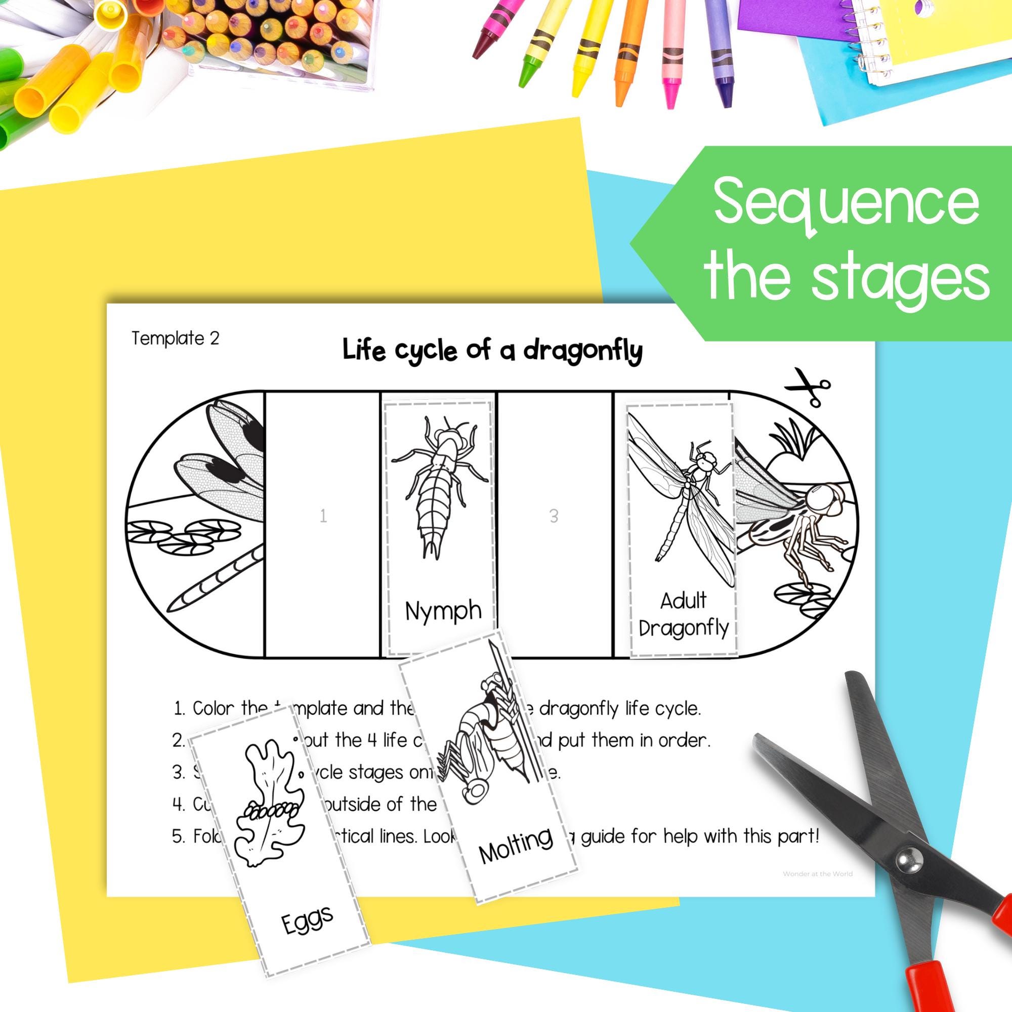 Life Cycle of a Dragonfly Foldout Kids' Science Craft | A4 and 11x8.5 ...