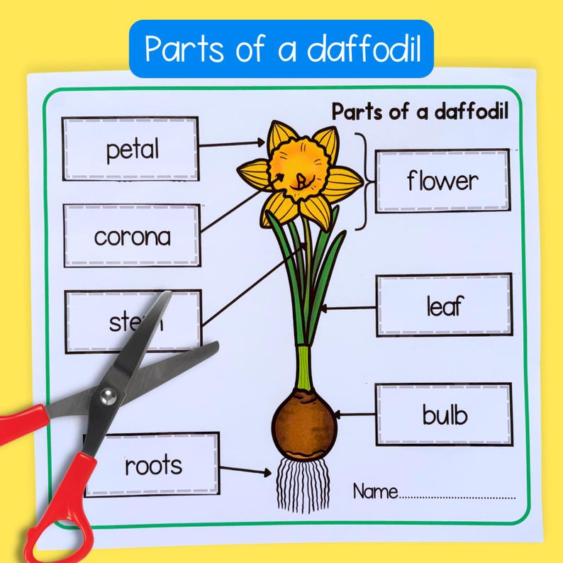 Life Cycle of a Daffodil Flower Sequence and Fold Kids' Science Craft ...