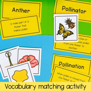 Stages of Insect Pollination Sequence and Fold Science Activity Cut ...
