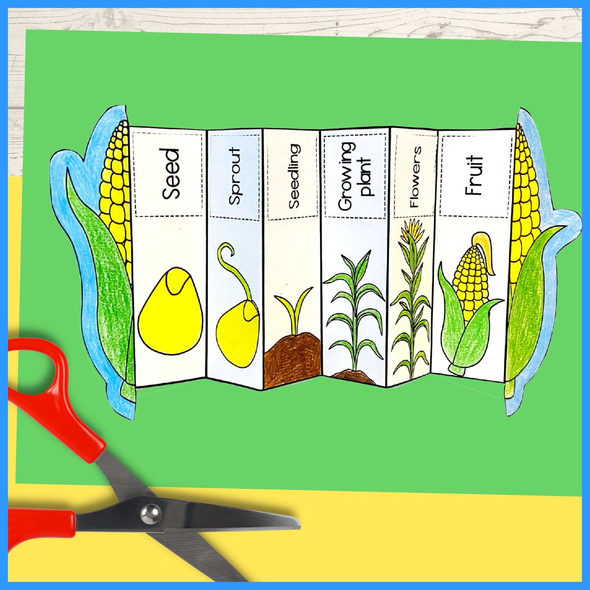 Fall Autumn Plant Life Cycles Foldable Science Activities - Etsy UK