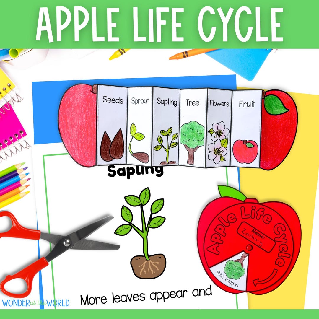 Apple Tree Life Cycle Foldout and Spinner Wheel Craft Activity Cut and ...