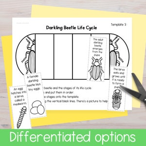 Life Cycle of a Darkling Beetle Mealworm Insect Cut & Paste Sequencing ...