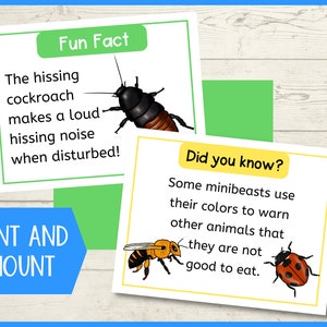 Minibeast Classroom Science Display Printables for Teachers | UK and US ...