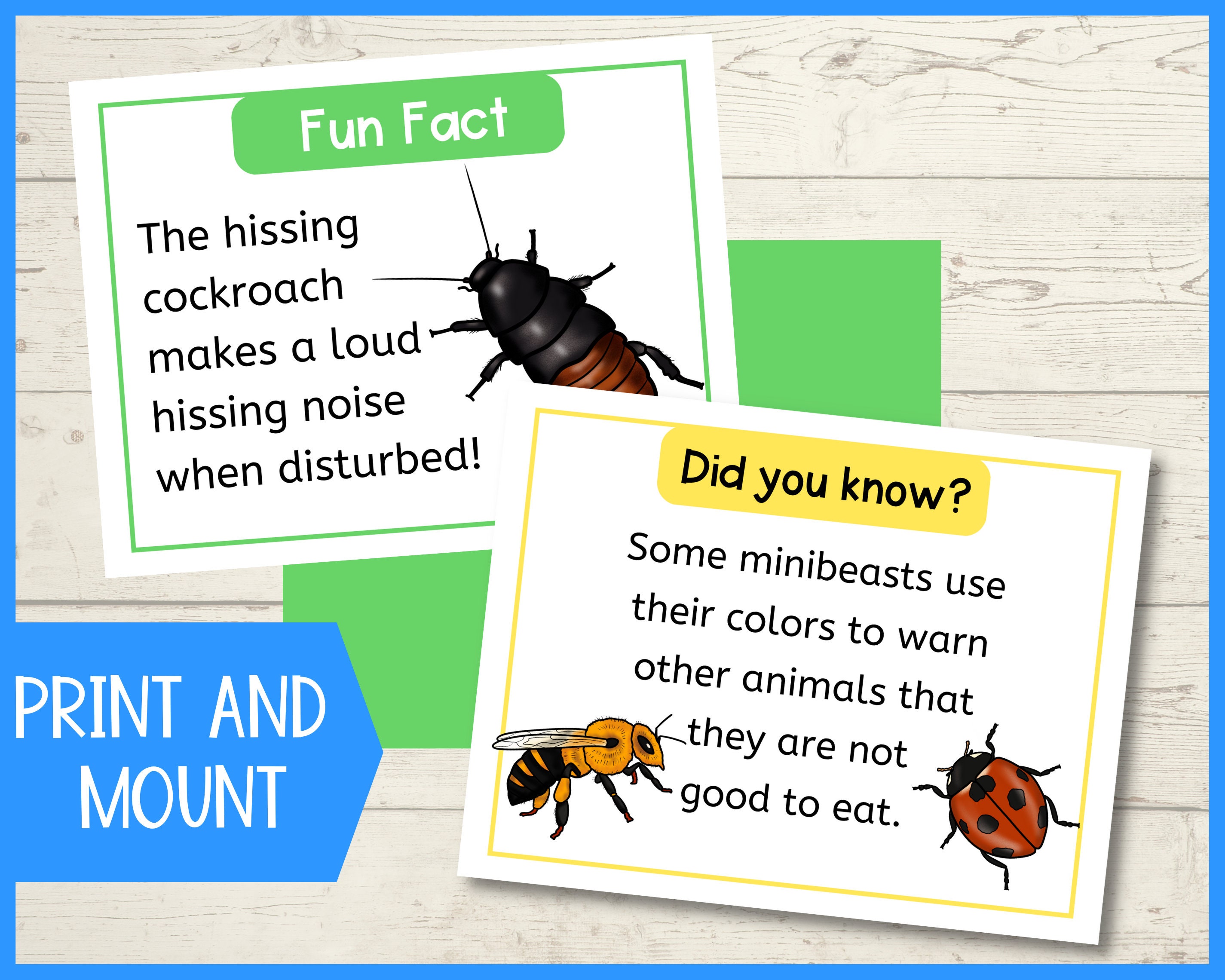 Minibeast Classroom Science Display Printables for Teachers UK and US ...