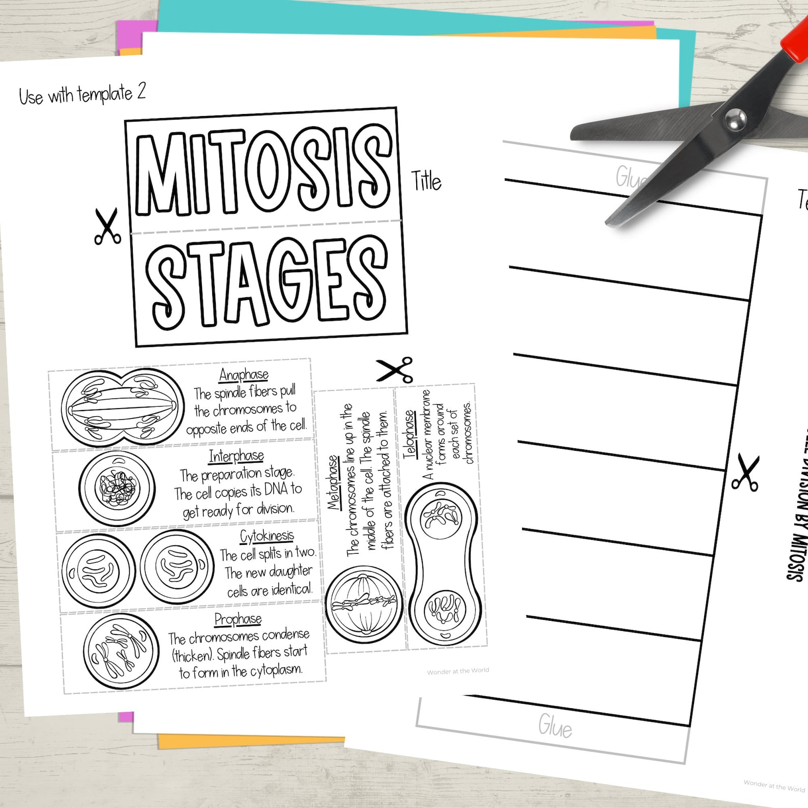 Mitosis Cell Division Foldable Cut and Paste Science Activity and ...