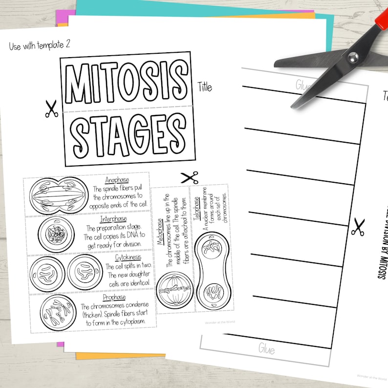 Mitosis Cell Division Foldable Cut and Paste Science Activity and ...