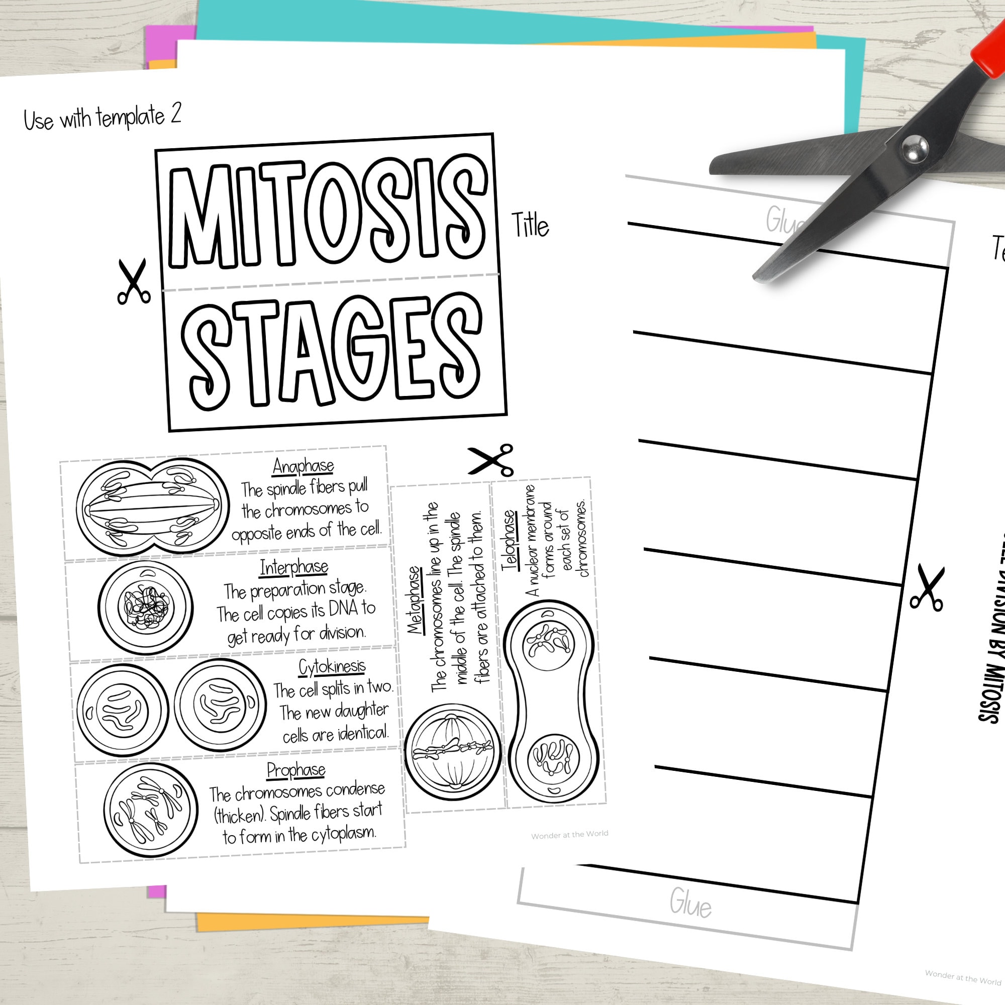 Mitosis Cell Division Foldable Cut and Paste Science Activity and Printable Worksheets Posters ...