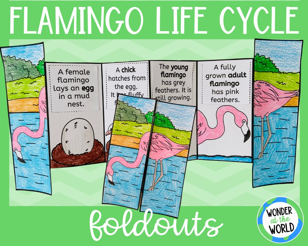 Life Cycle of a Flamingo Foldable Kids' Craft A4 and - Etsy