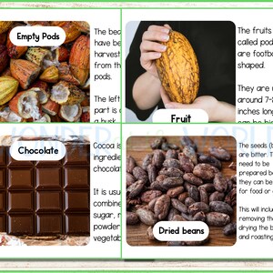 Life Cycle of a Cocoa Bean Tree Foldable Activity and - Etsy