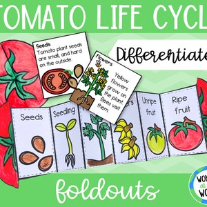 Life Cycle of a Tomato Plant Foldable Kids' Craft A4 and | Etsy