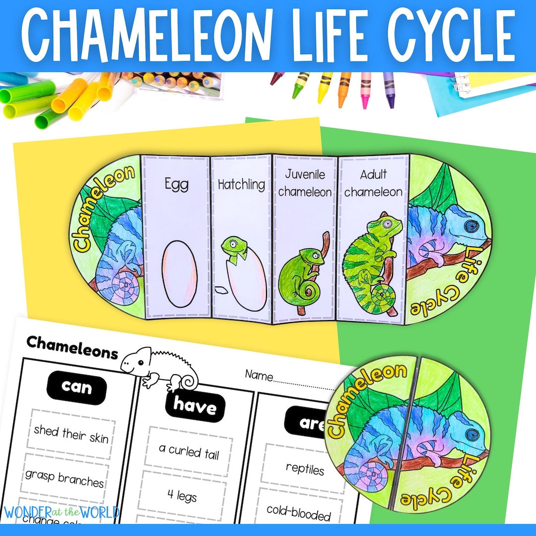 Life Cycle of a Chameleon Lizard Foldable Sequencing Activity Cut and ...
