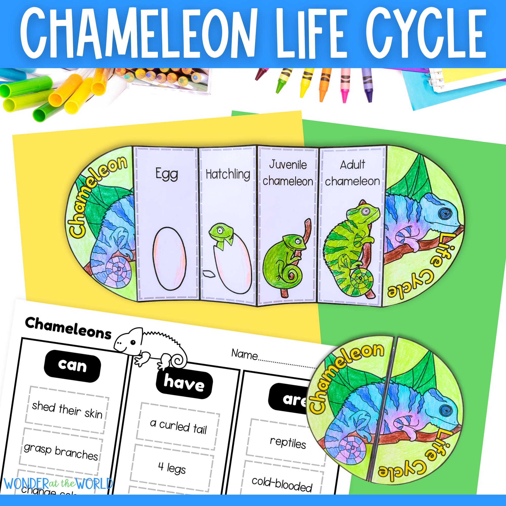 Life Cycle of a Chameleon Lizard Foldable Sequencing Activity Cut and ...