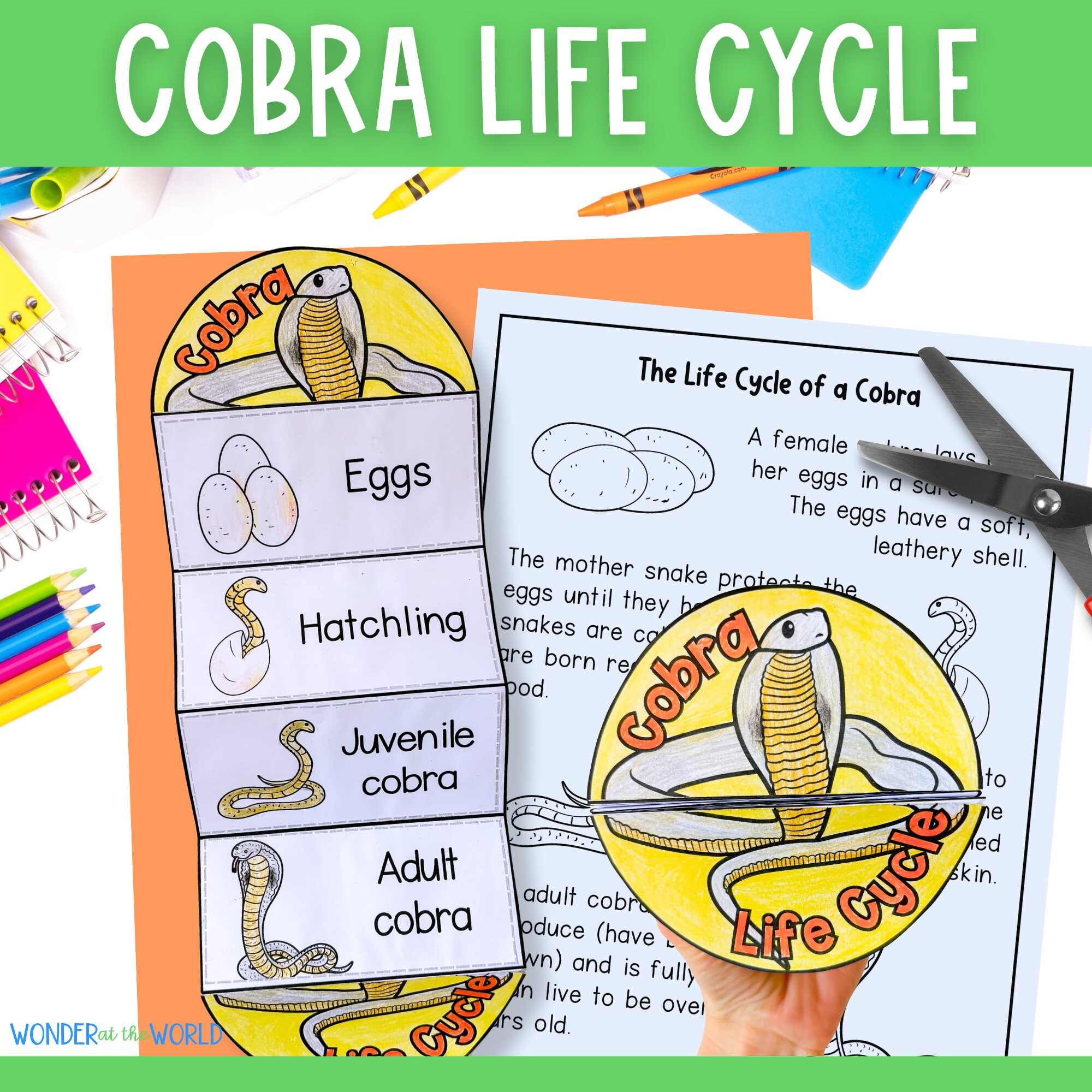 Life Cycle of a Cobra Snake Foldable Sequencing Activity PDF Digital ...