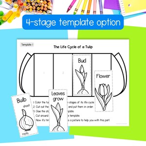 Life Cycle of a Tulip Plant Sequence and Fold Activity | Science Craft ...