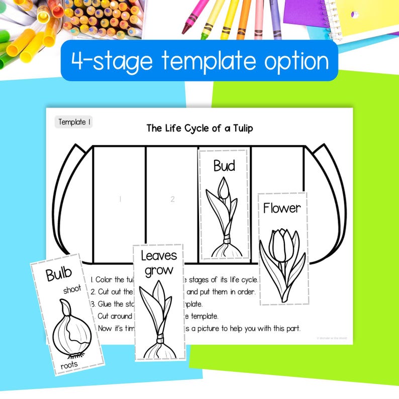 Life Cycle of a Tulip Plant Sequence and Fold Activity | Science Craft ...