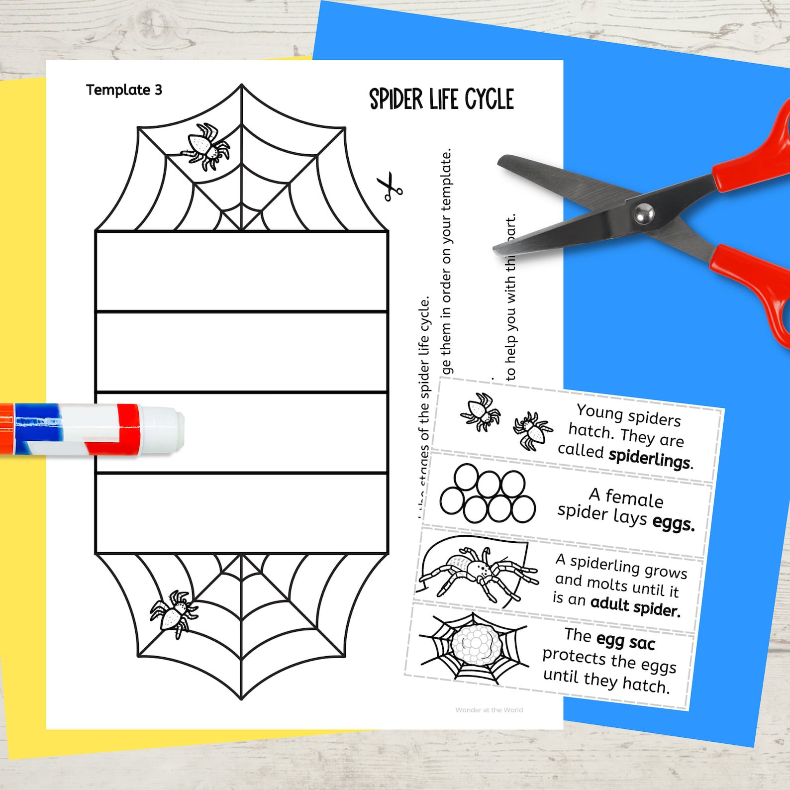 Life Cycle of a Spider Sequencing Science Crafts and Worksheets for ...