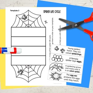 Life Cycle of a Spider Sequencing Science Crafts and Worksheets for ...