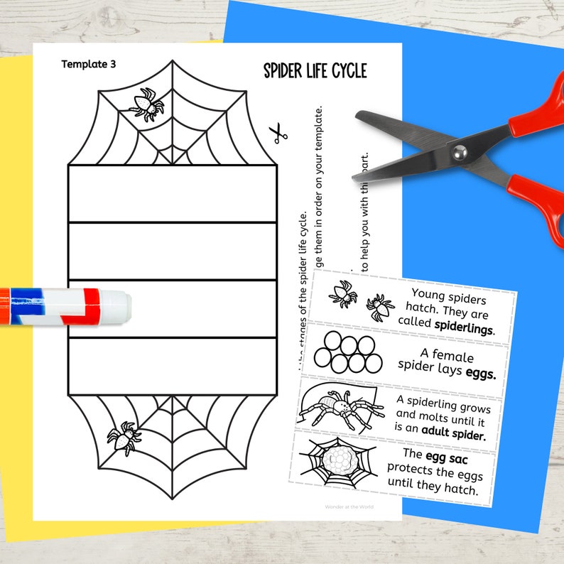 Life Cycle of a Spider Sequencing Science Crafts and Worksheets for ...