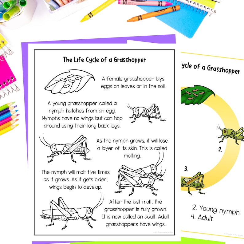 Life Cycle of a Grasshopper Insect Foldable Sequencing Activity Cut and ...