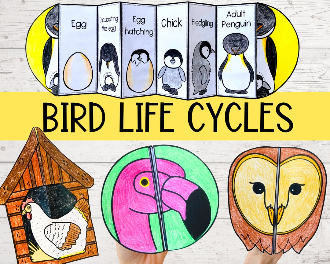 Bird Life Cycles Foldable Science Craft Activities for Owl - Etsy