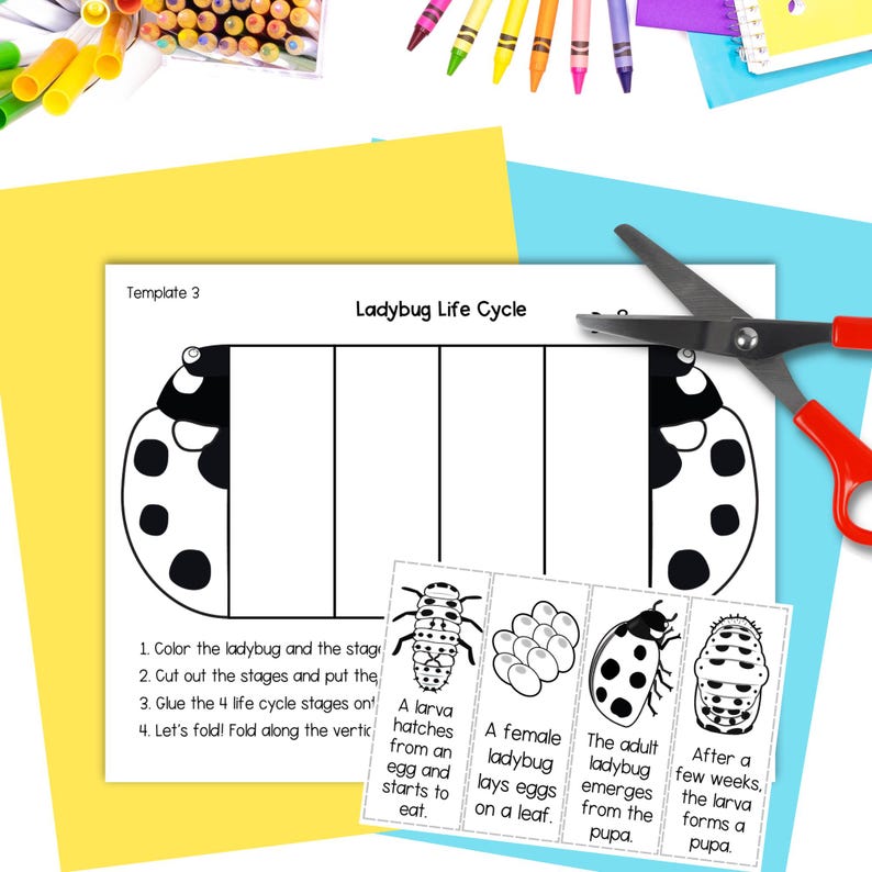 Life Cycle of a Ladybug Ladybird Sequence and Fold Kids' Science Craft ...