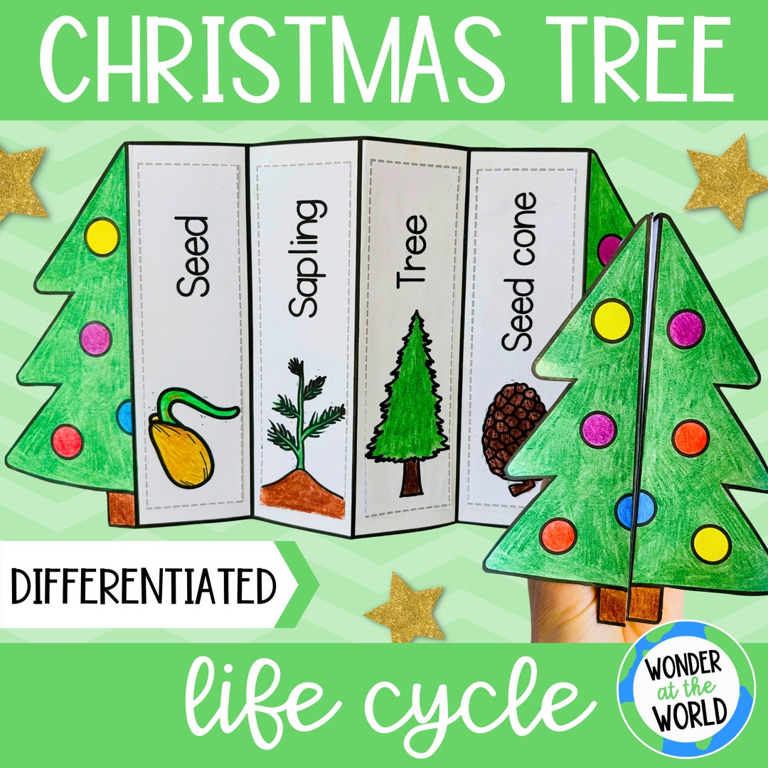 Life Cycle of a Christmas Tree Foldable Kids' Craft | A4 and 11x8.5 ...
