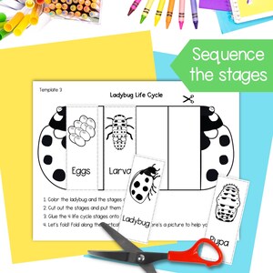 Life Cycle of a Ladybug Ladybird Sequence and Fold Kids' Science Craft ...
