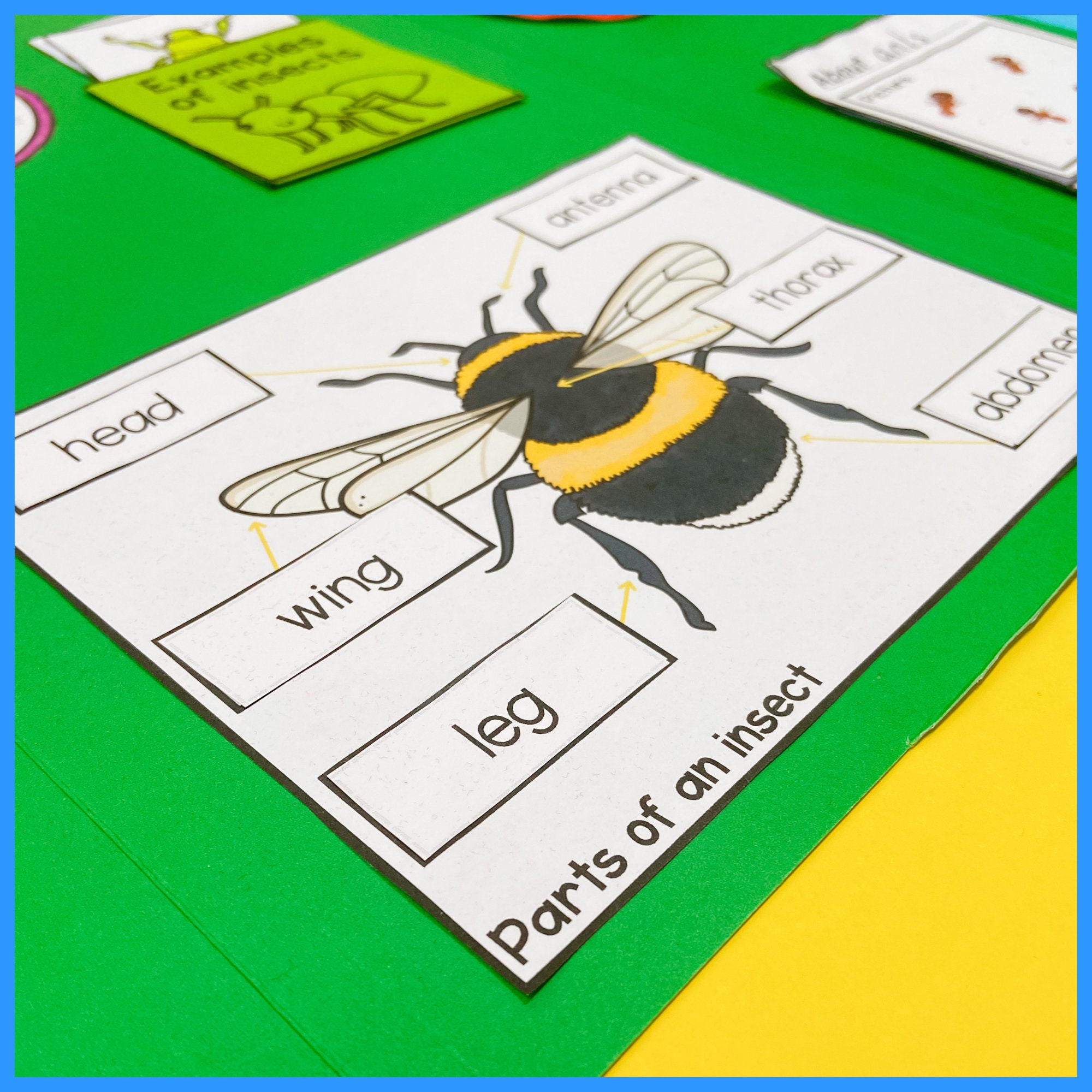 Insect Bugs Foldable Printable Lapbook Templates Digital Download Kids ...