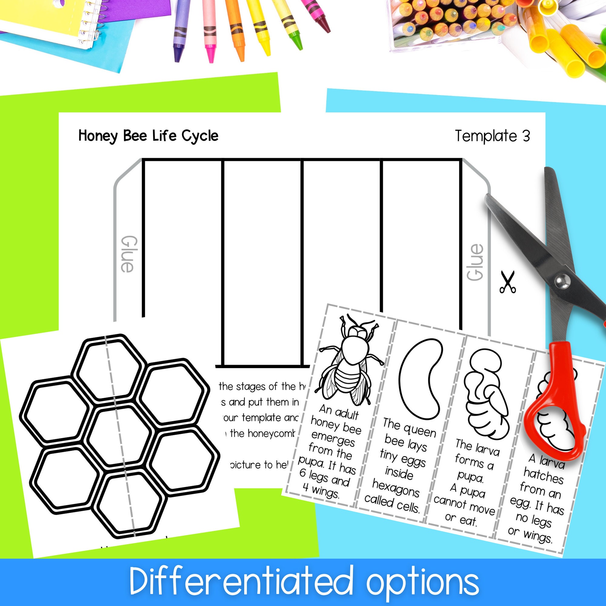 Life Cycle of Honey Bee Foldable Kids' Science Craft A4 and 11x8.5 Inch ...