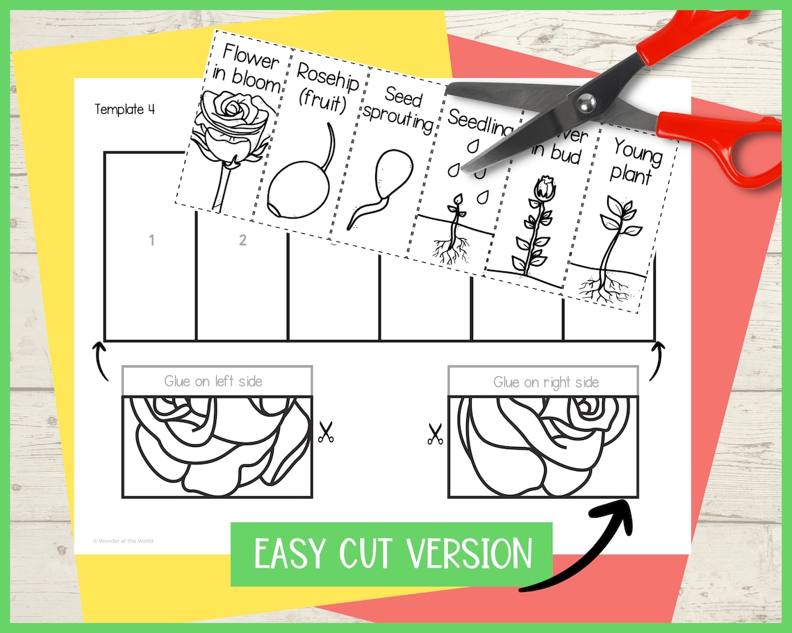 Life Cycle of a Rose Plant Fold and Sequence Craft Activity | Valentine ...