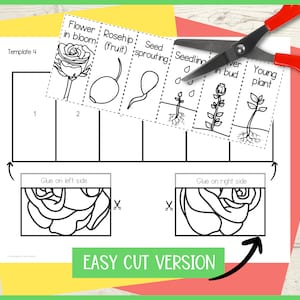 Life Cycle of a Rose Plant Fold and Sequence Craft Activity | Valentine ...