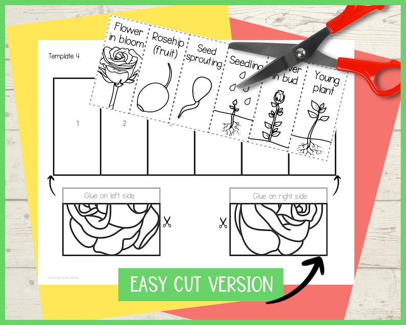 Life Cycle of a Rose Plant Fold and Sequence Craft Activity | Valentine ...