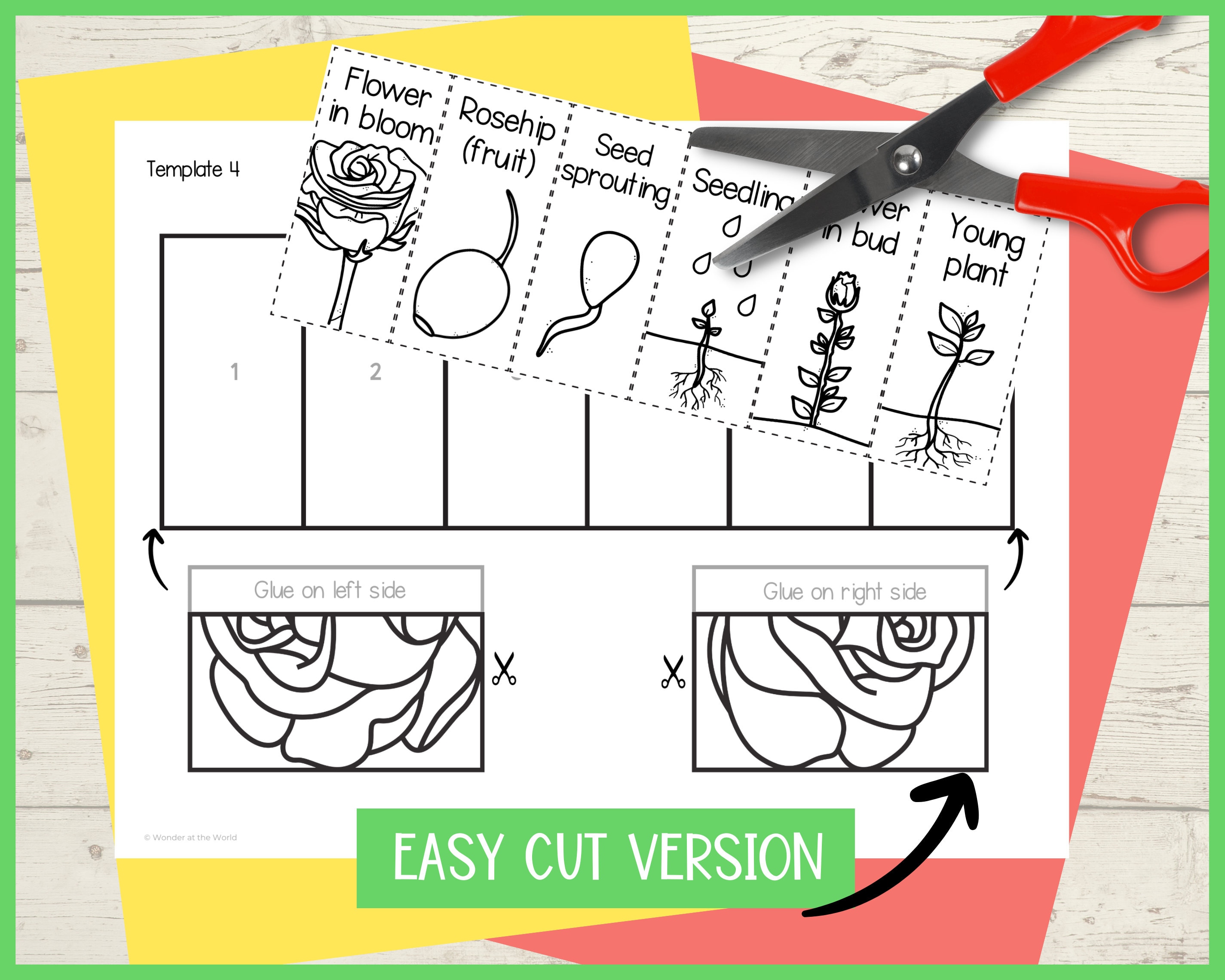 Life Cycle of a Rose Plant Fold and Sequence Craft Activity | Valentine ...