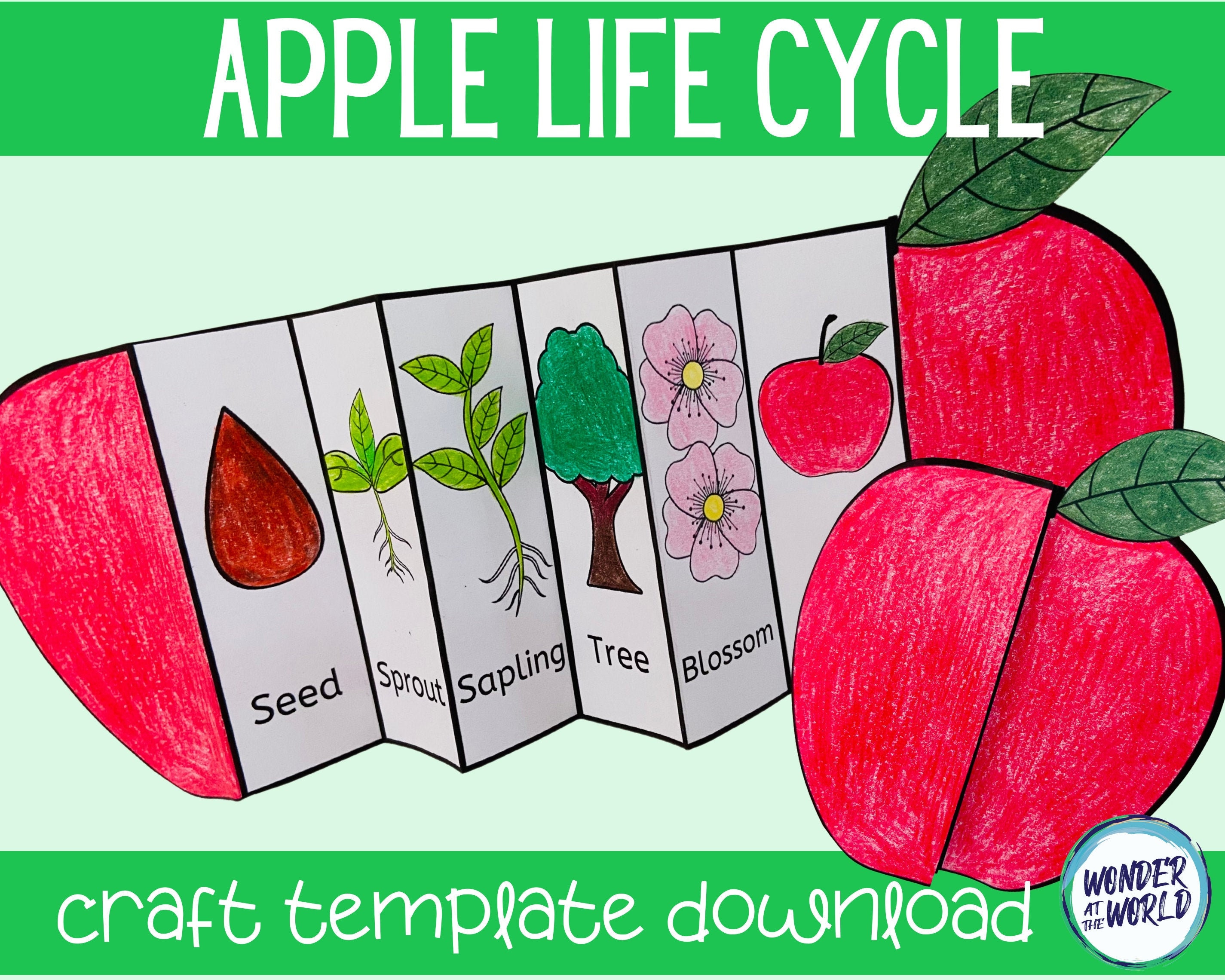 Life cycle of an apple foldable kids' craft A4 and | Etsy