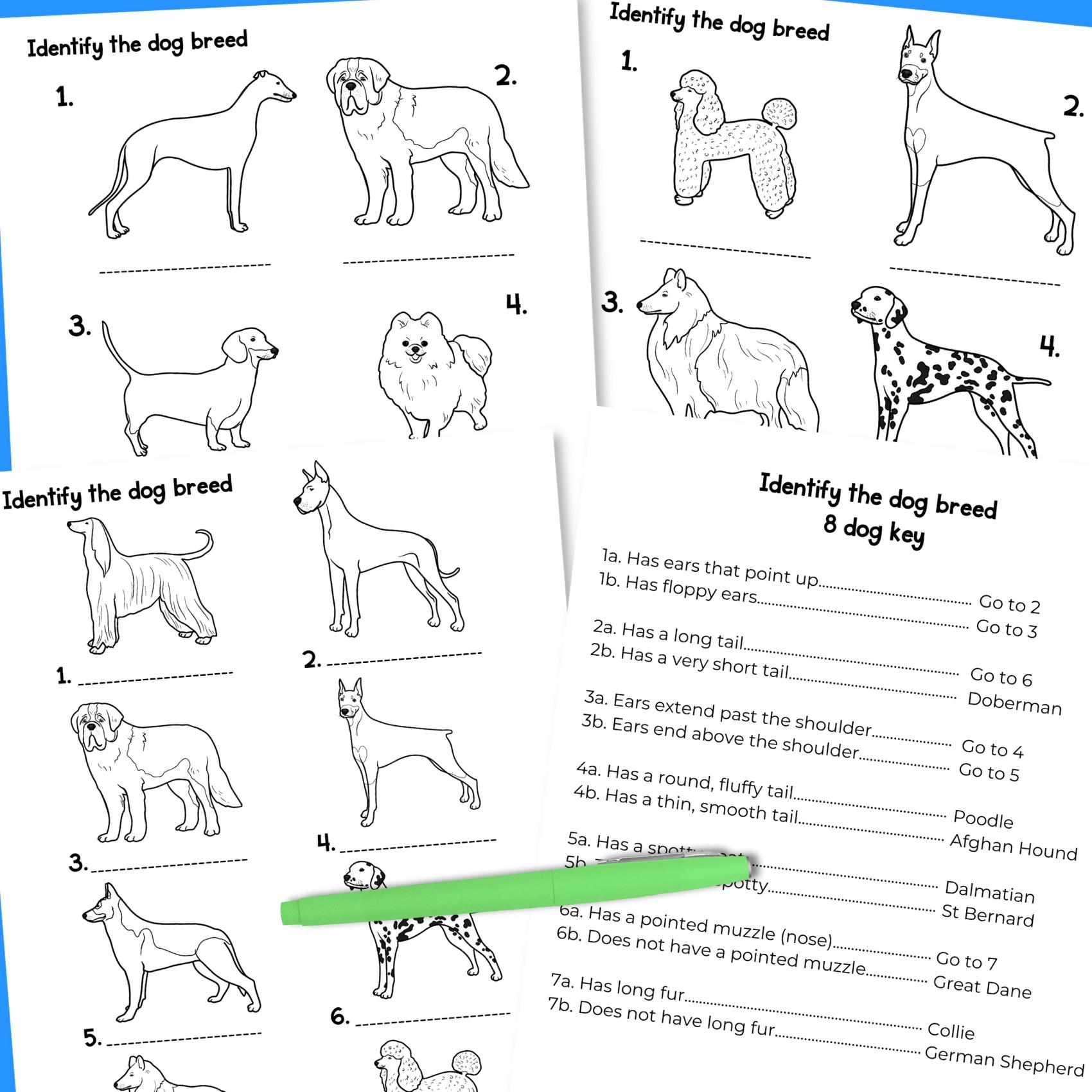Dichotomous Keys Activities Worksheets for Elementary or Primary ...