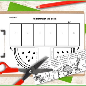Life Cycle of a Watermelon Plant Foldable Kids' Craft | A4 and 11x8.5 ...