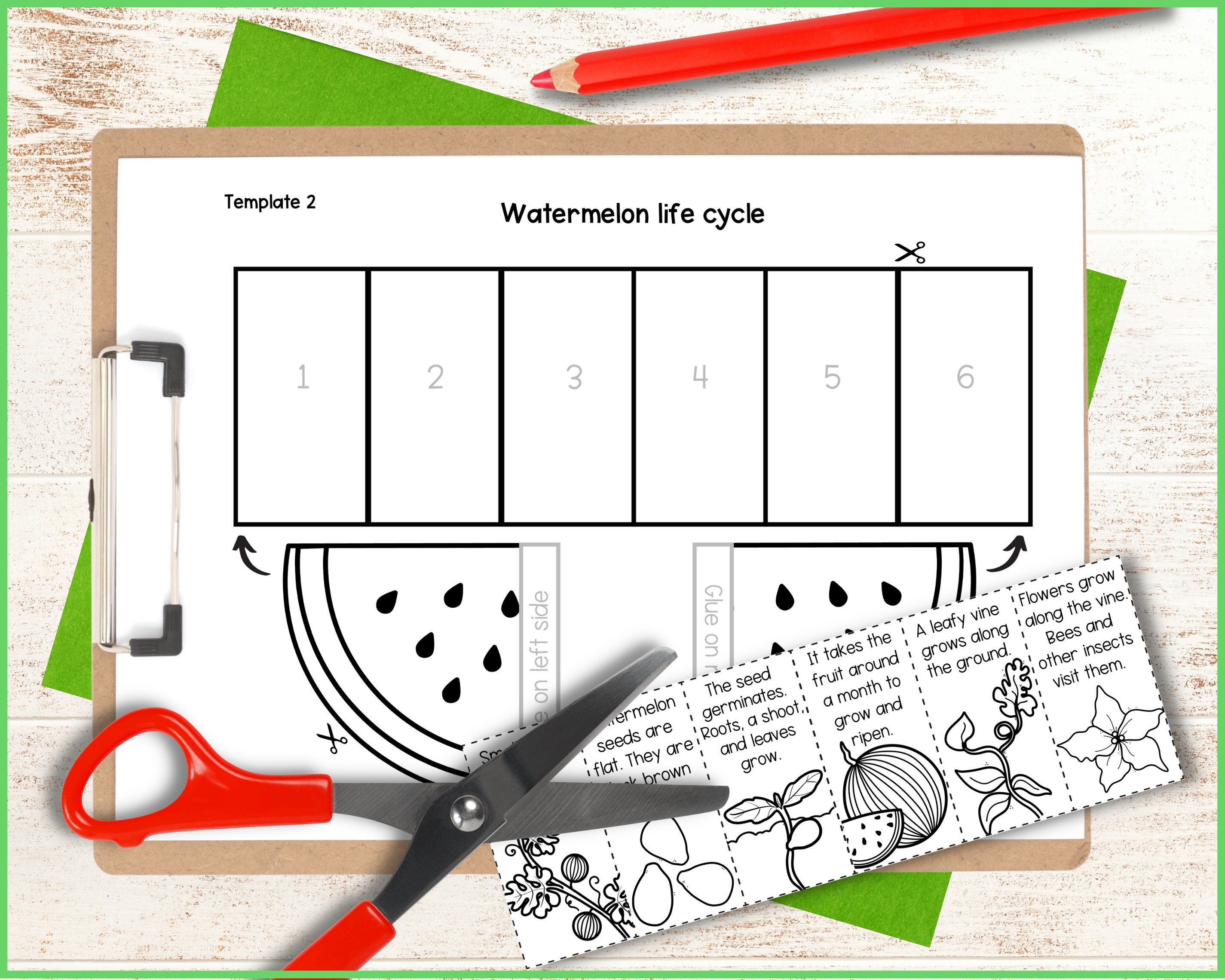 Life Cycle of a Watermelon Plant Foldable Kids' Craft A4 and 11x8.5 ...