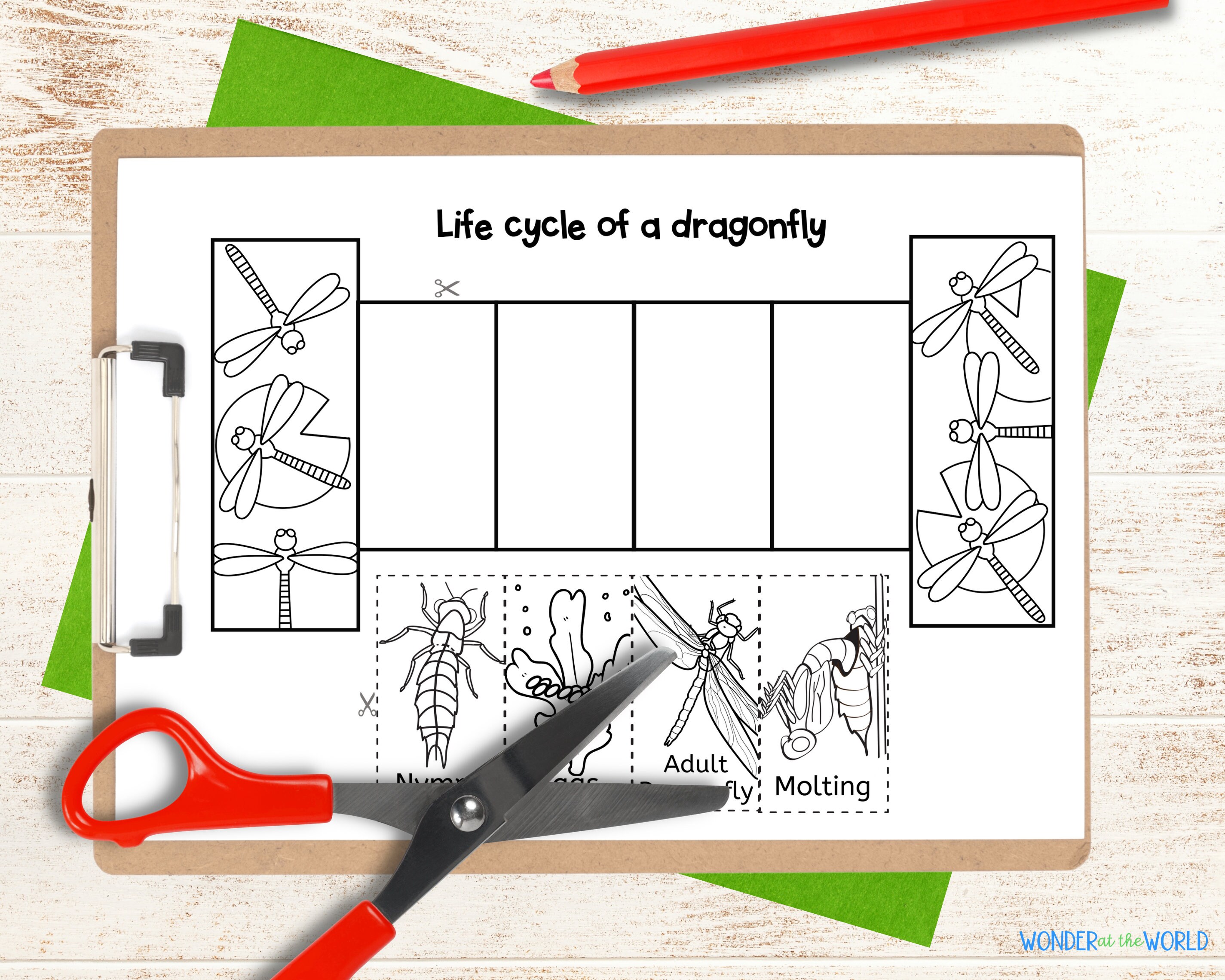 Life Cycle of a Dragonfly Foldout Kids' Craft A4 and 11x8.5 Inch ...