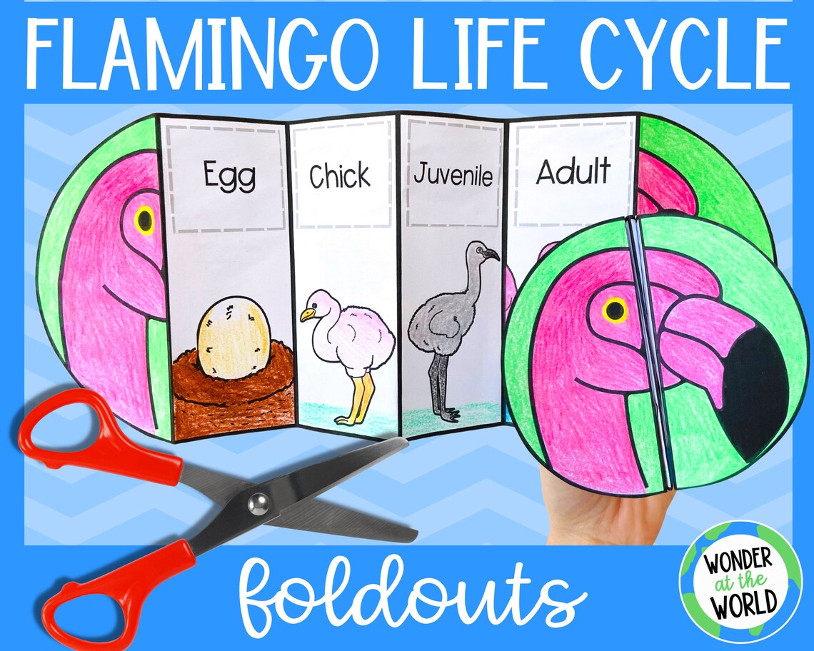 Life Cycle of a Flamingo Foldable Kids' Science Craft - Etsy UK