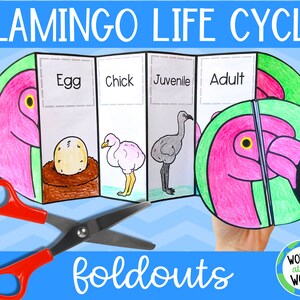 Life Cycle of a Flamingo Foldable Kids' Science Craft - Etsy UK