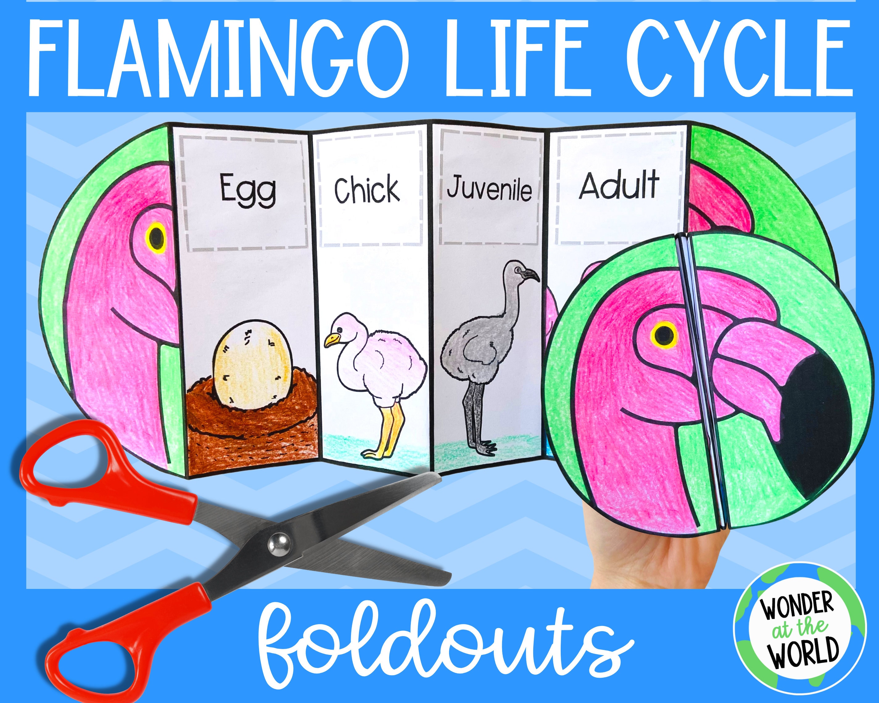 Life Cycle of a Flamingo Foldable Kids' Science Craft - Etsy UK