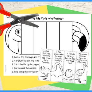 Bird Life Cycles Foldable Science Craft Activities for Owl, Chicken ...