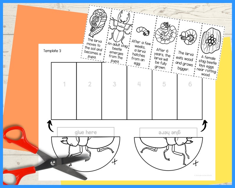 Life Cycle of a Stag Beetle Foldable Sequencing Activity - Etsy Australia