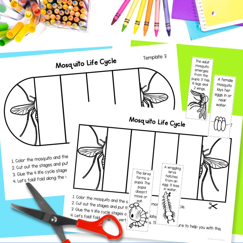 Life Cycle of a Mosquito Insect Foldable Sequencing Activity Cut and ...