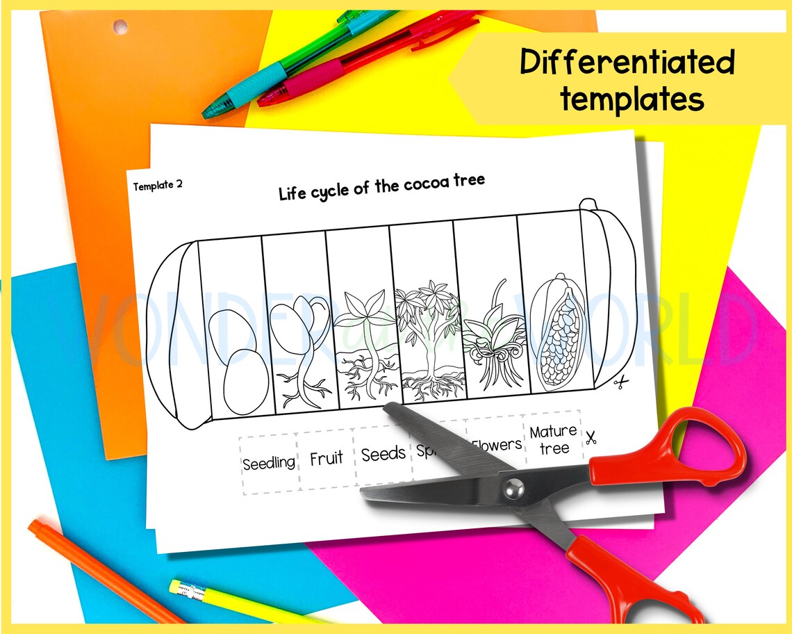 Life Cycle of a Cocoa Bean Tree Foldable Activity and Printables for ...