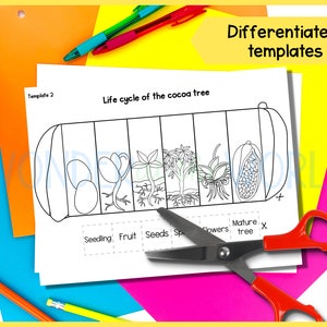 Life Cycle of a Cocoa Bean Tree Foldable Activity and Printables for ...