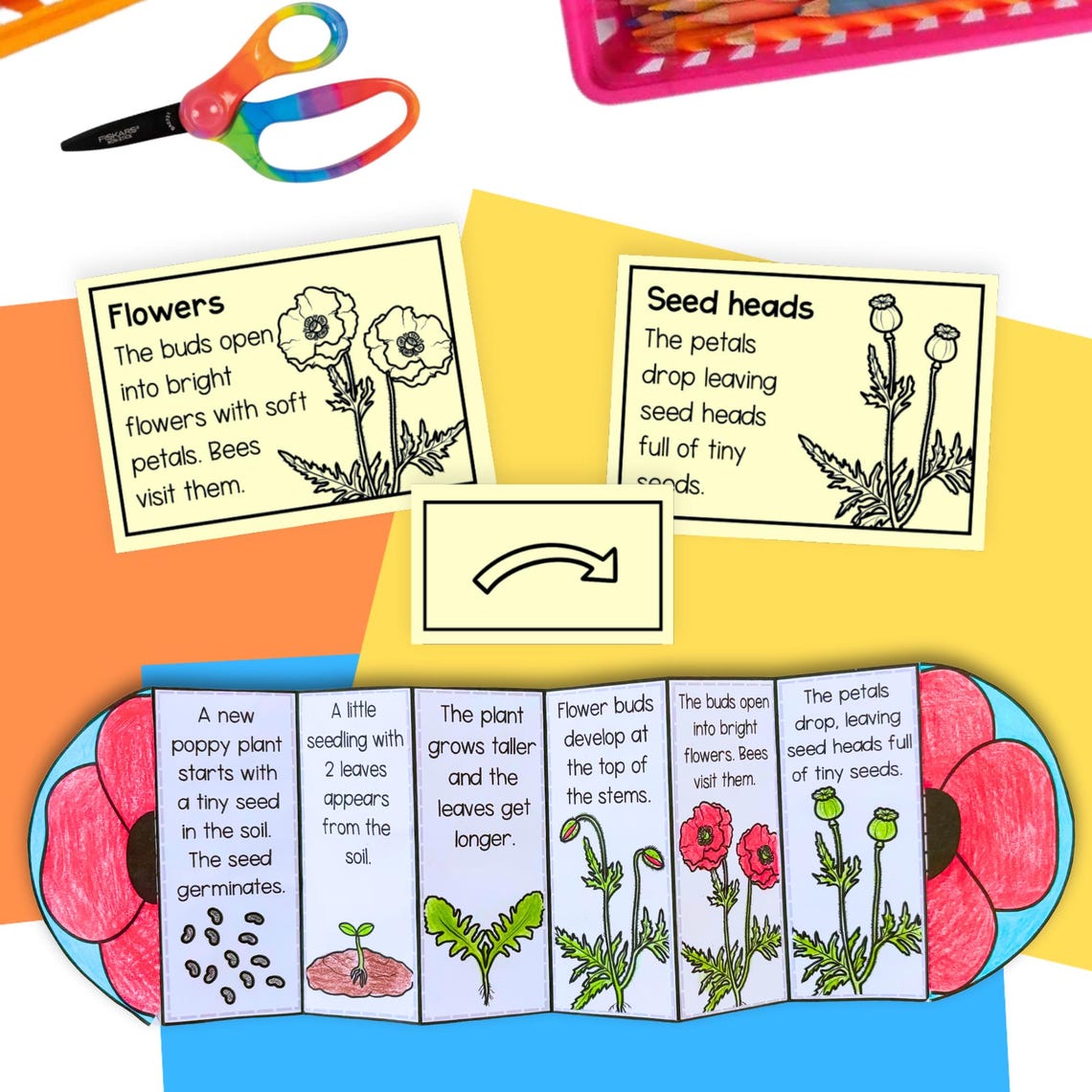 Poppy Life Cycle Foldable Sequencing Activity Cut and Paste Plant ...