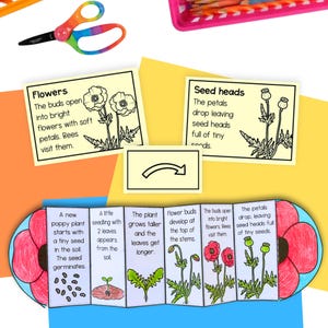 Poppy Life Cycle Foldable Sequencing Activity Cut and Paste Plant ...